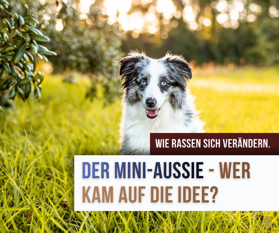 Mini Aussie: Herkunft, Zuchtgeschichte und was am Miniature American S ...